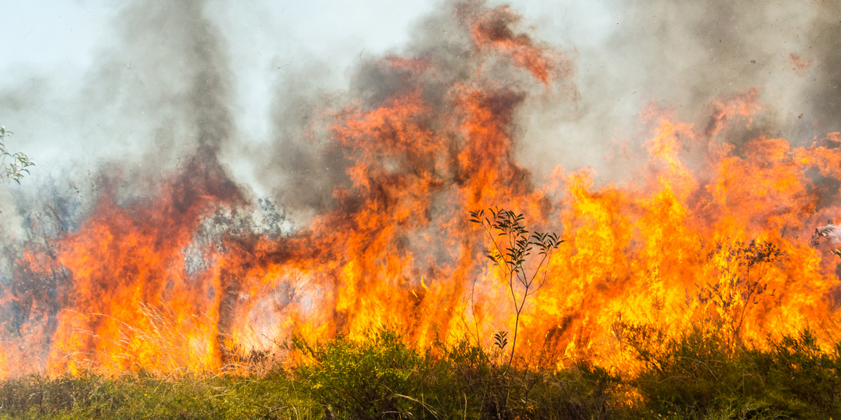 Guide: How to prepare for bushfire season | Helplines and care ...